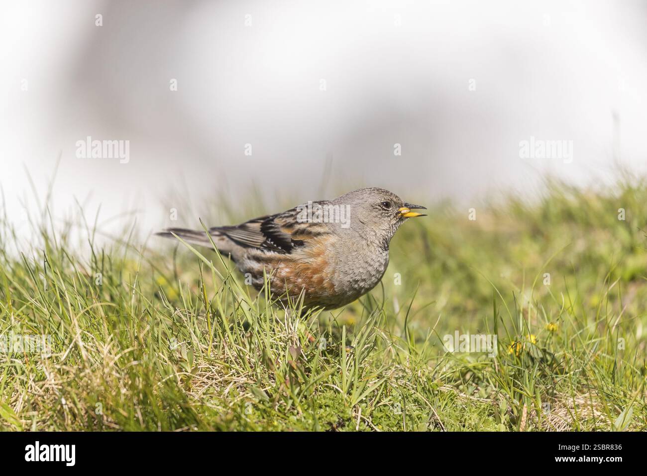 One adult alpine accentor (Prunella collaris collaris) walking on grass ...