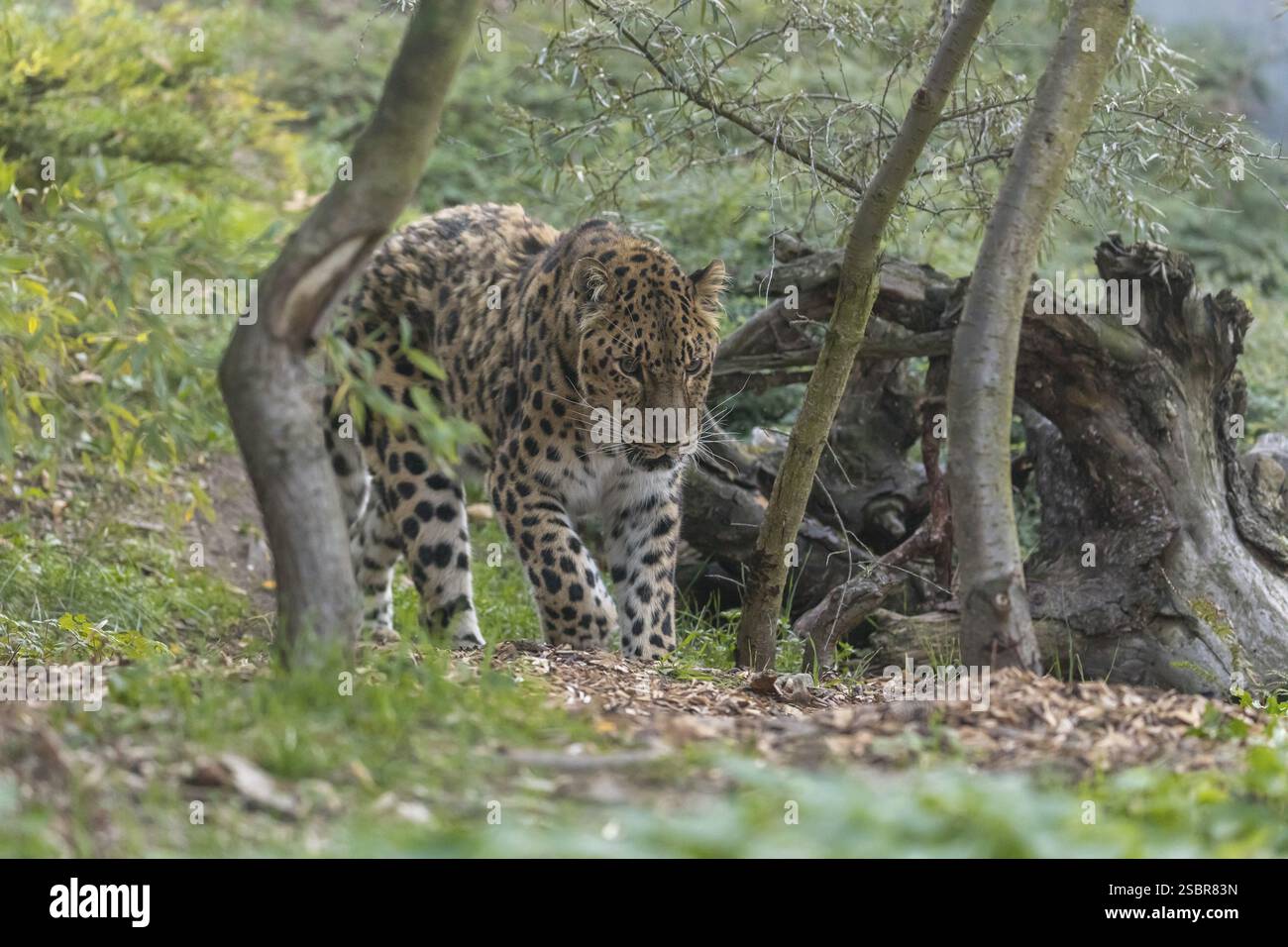 One Amur leopard (Panthera pardus orientalis) walking through green ...
