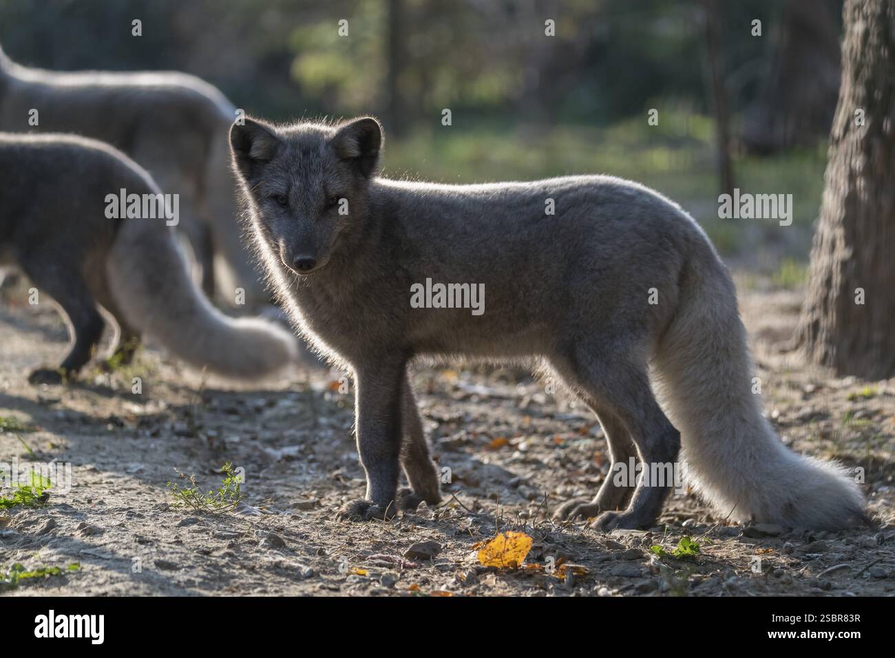 One young arctic fox (Vulpes lagopus), (white fox, polar fox, or snow ...