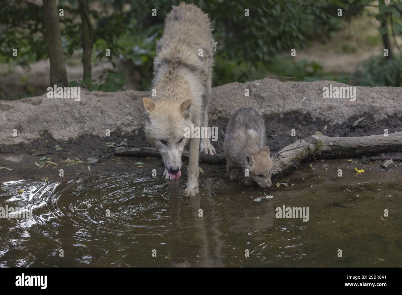 One four weeks old Arctic wolf cub and one adult wolf (Canis lupus ...