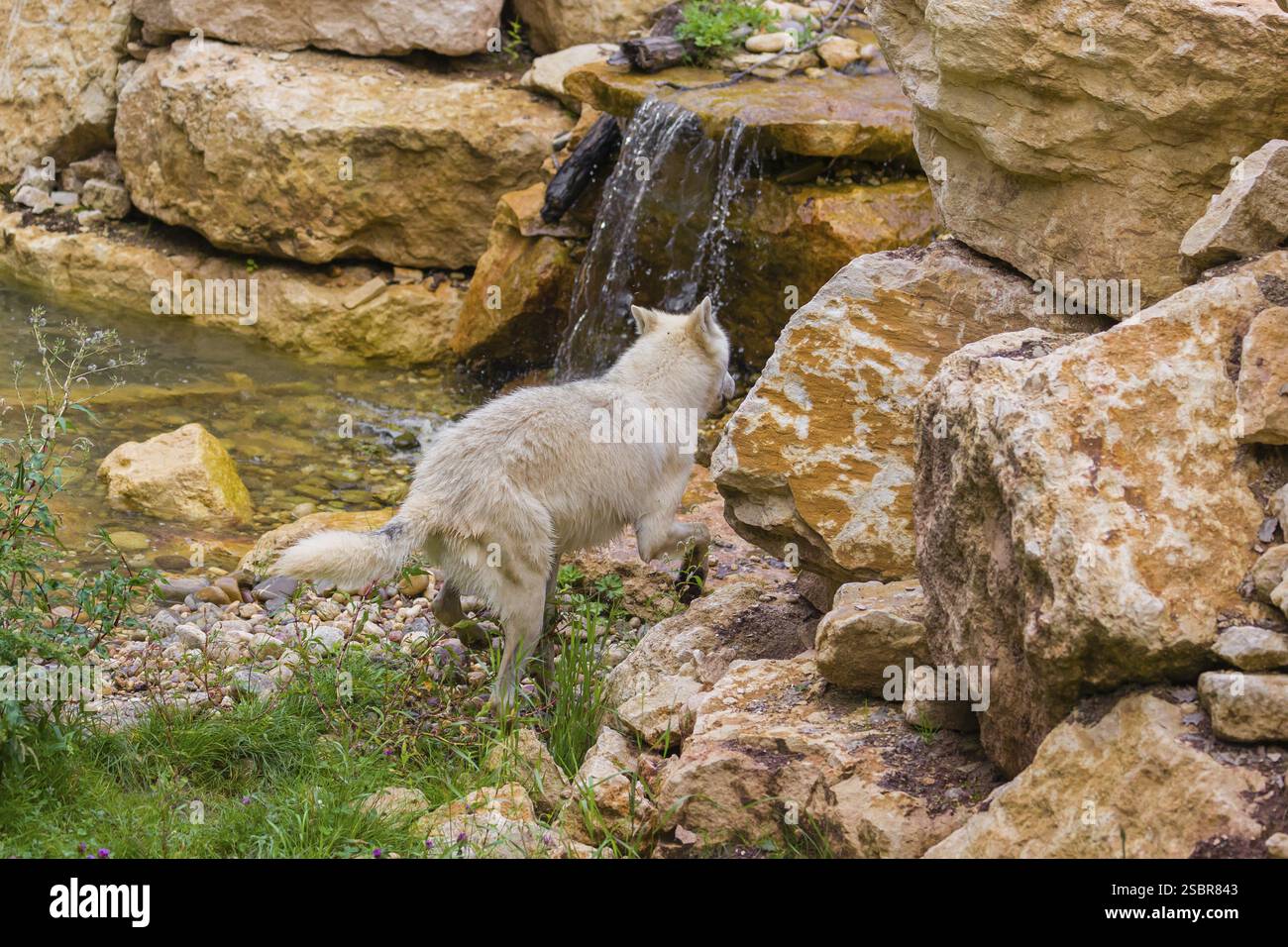 An Arctic wolf (Canis lupus arctos) leaving a pool of water below a ...