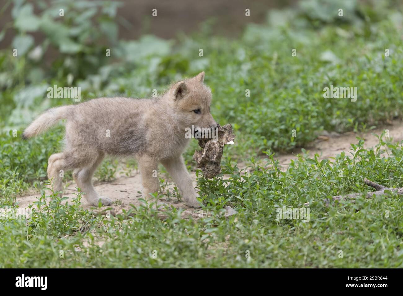 One four weeks old Arctic wolf cub (Canis lupus arctos) playing with ...