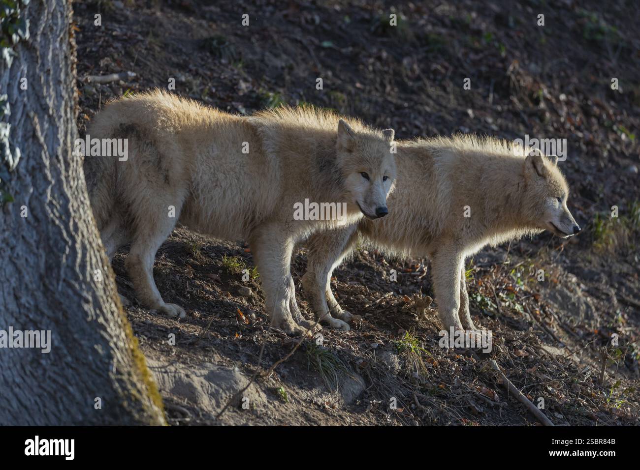 Two adult Arctic wolves (Canis lupus arctos) standing in a forest on ...