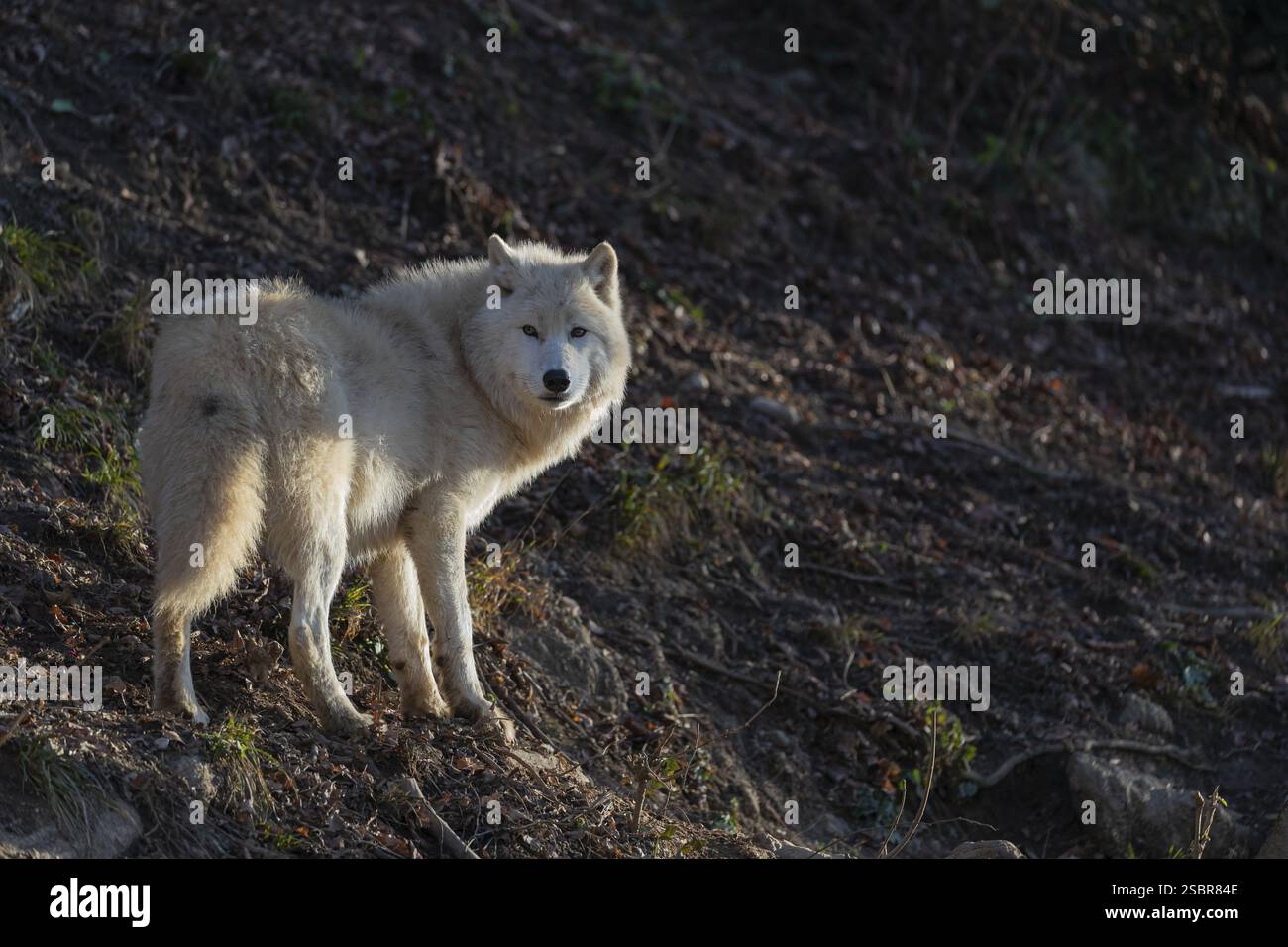 One adult Arctic wolf (Canis lupus arctos) standing in a forest on ...