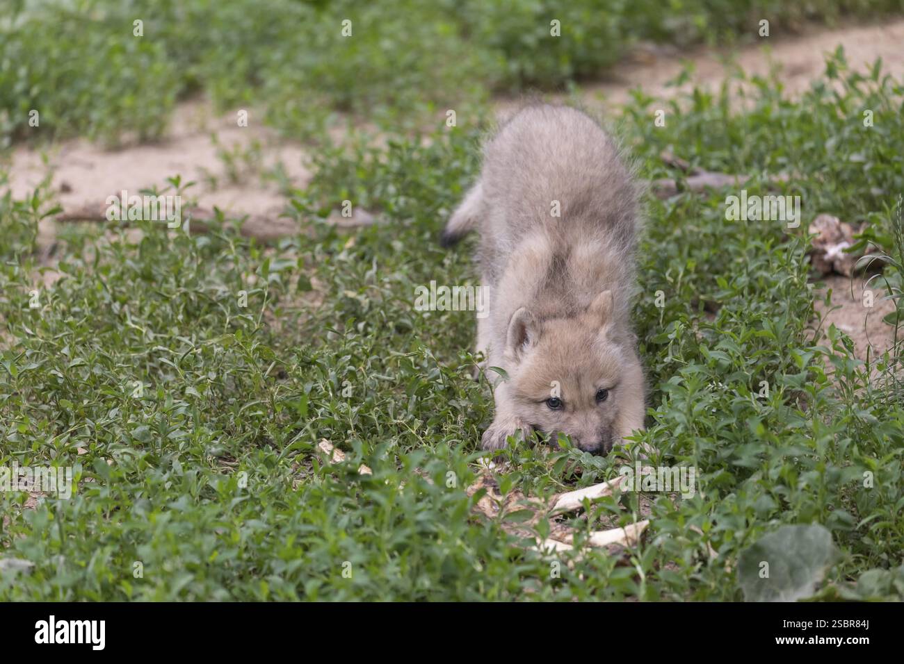 One four weeks old Arctic wolf cub (Canis lupus arctos) playing with ...