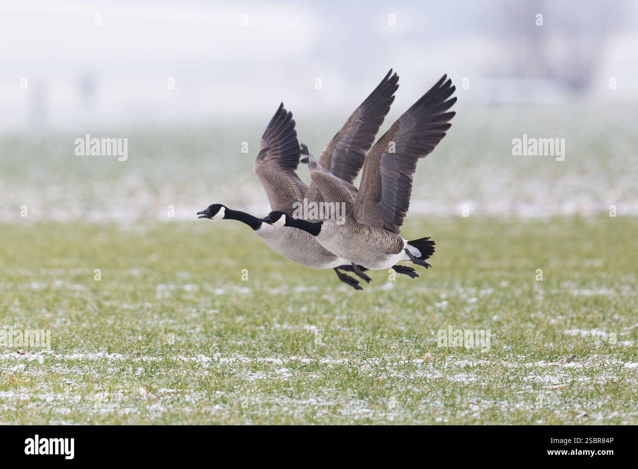 Canada geese (Branta canadensis), two adult birds in take-off flight ...