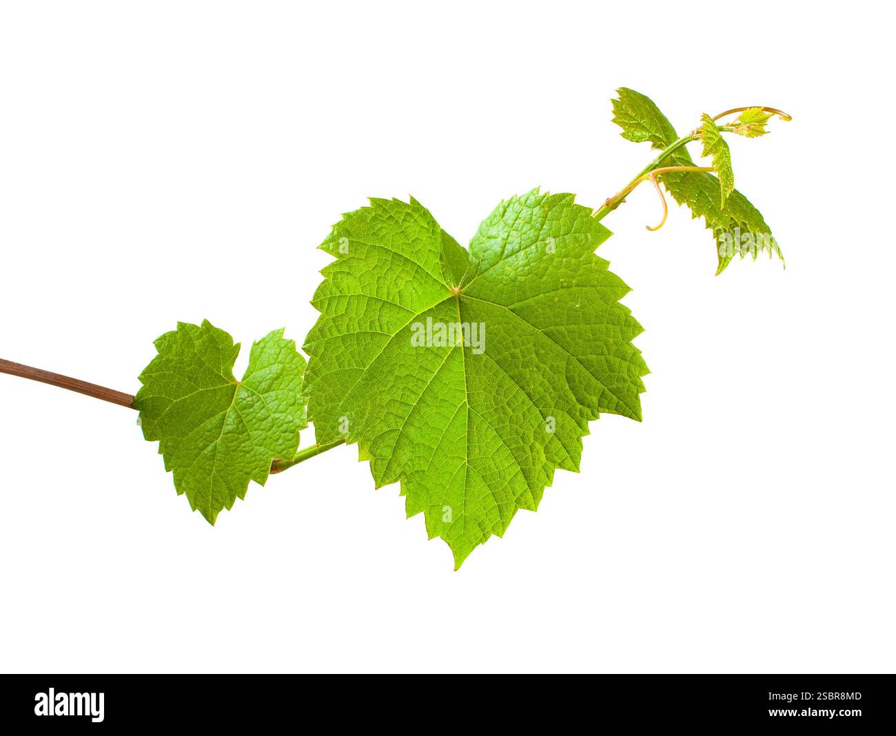 green grape germ Isolated on white background Stock Photo - Alamy