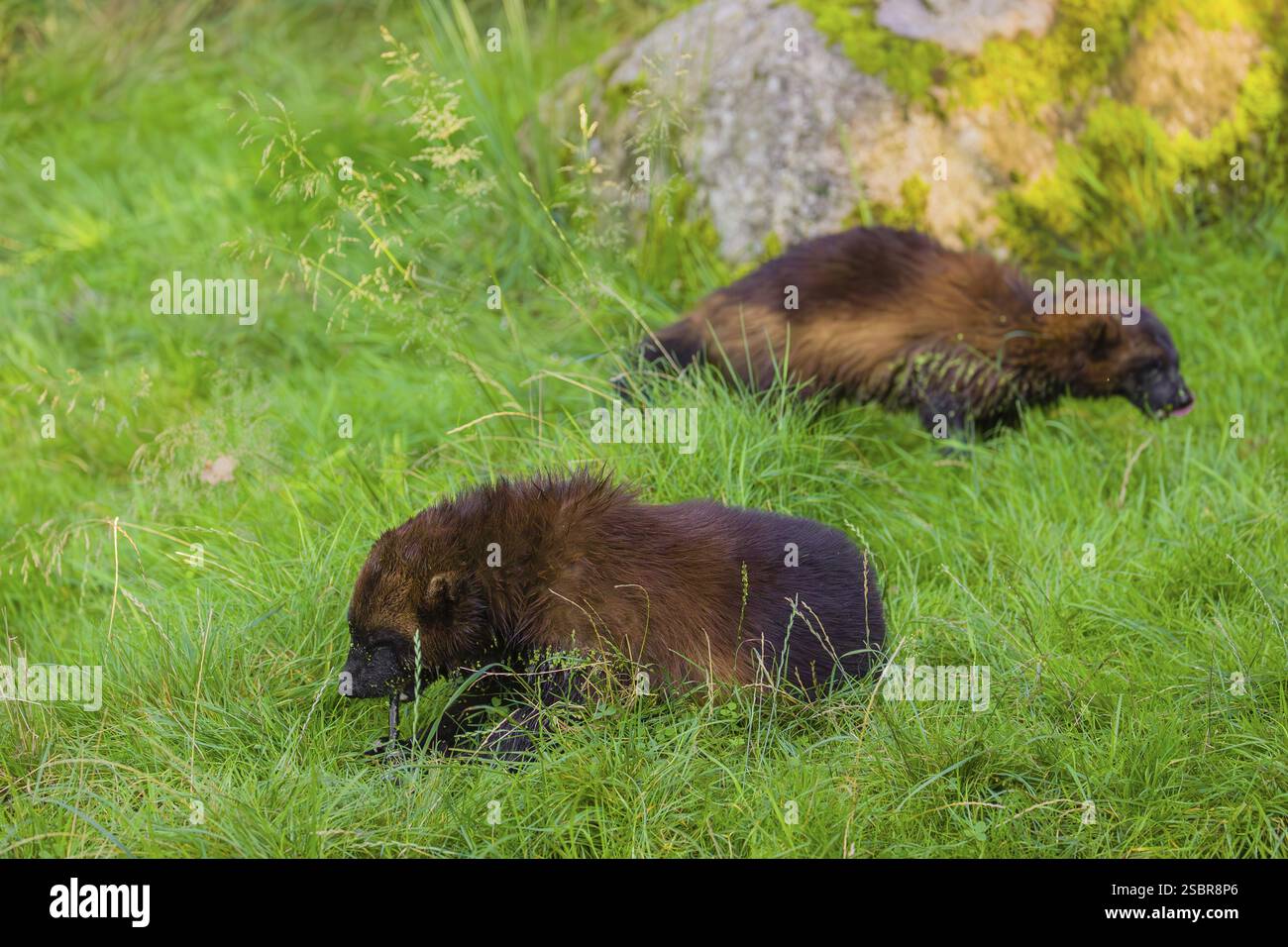 Two wolverine (Gulo gulo) play with each other on a green meadow Stock ...