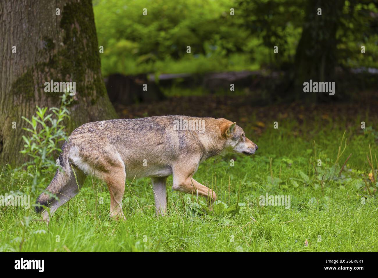 An adult male Eurasian gray wolf (Canis lupus lupus) runs through a ...