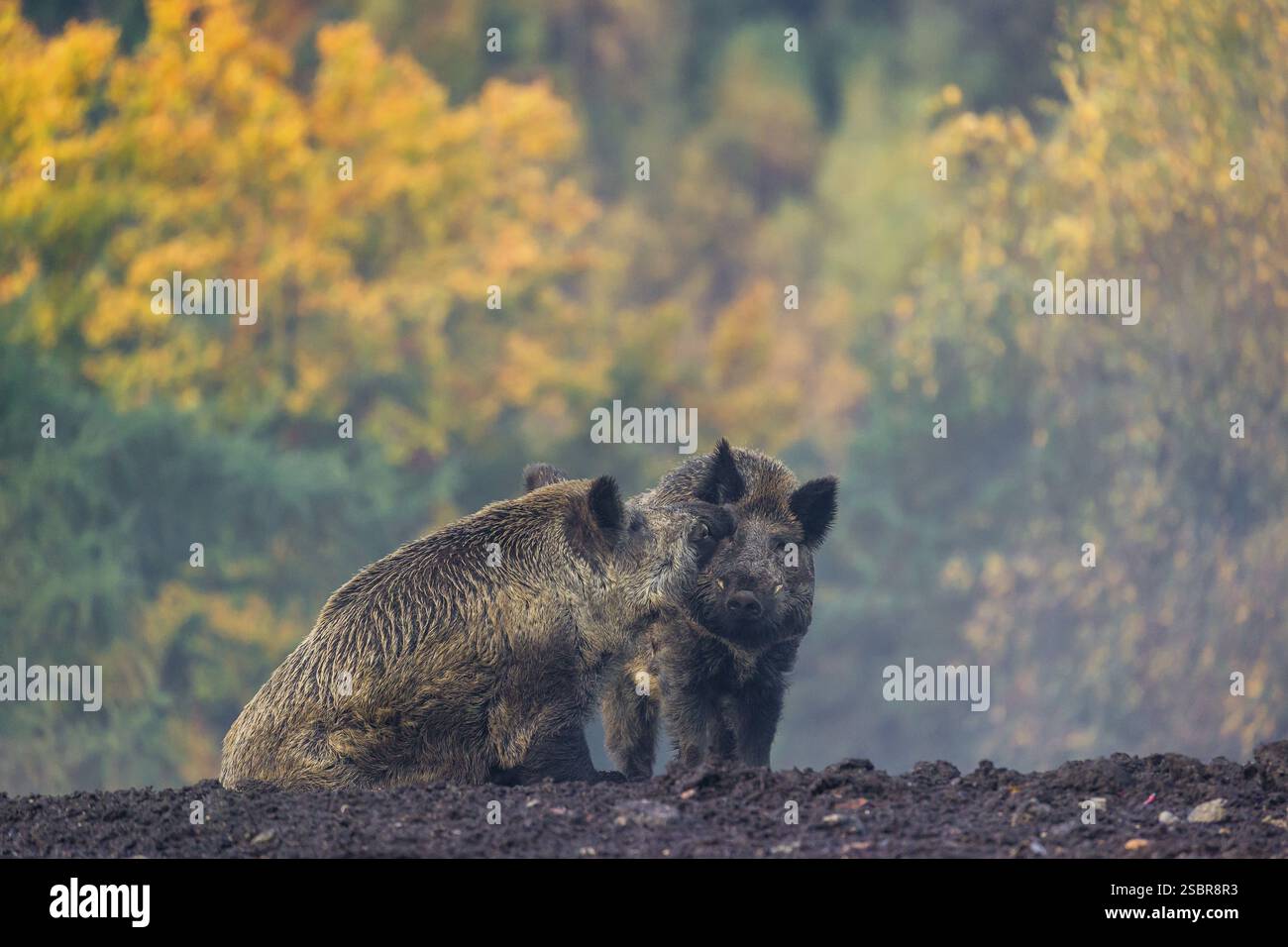 Two wild boars or wild pigs (Sus scrofa) meet and greet in a clearing ...