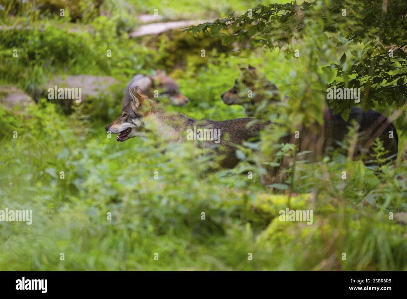 Three adult male Eurasian gray wolves (Canis lupus lupus) standing in a ...