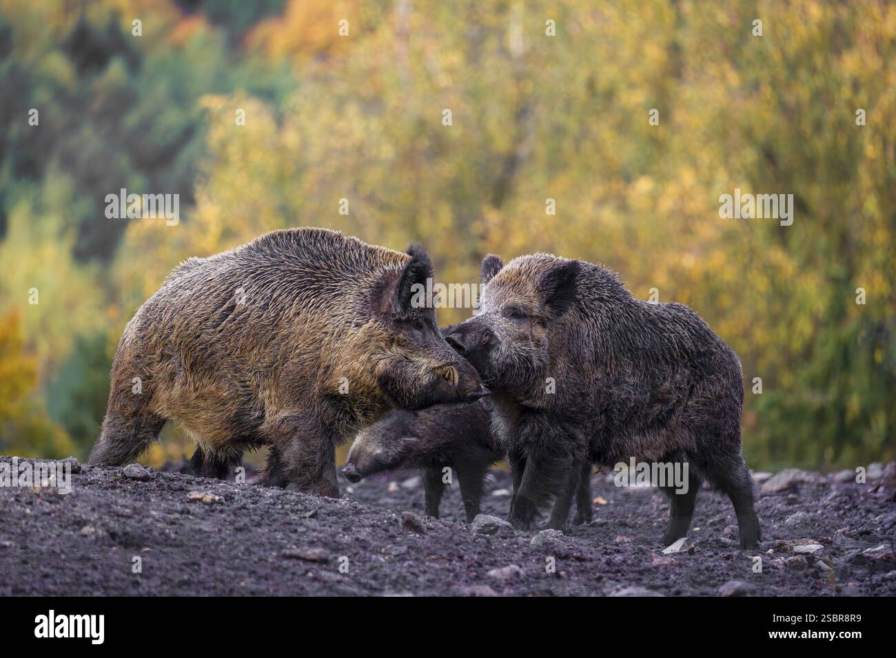 Two wild boars or wild pigs (Sus scrofa) fight in a clearing on hilly ...