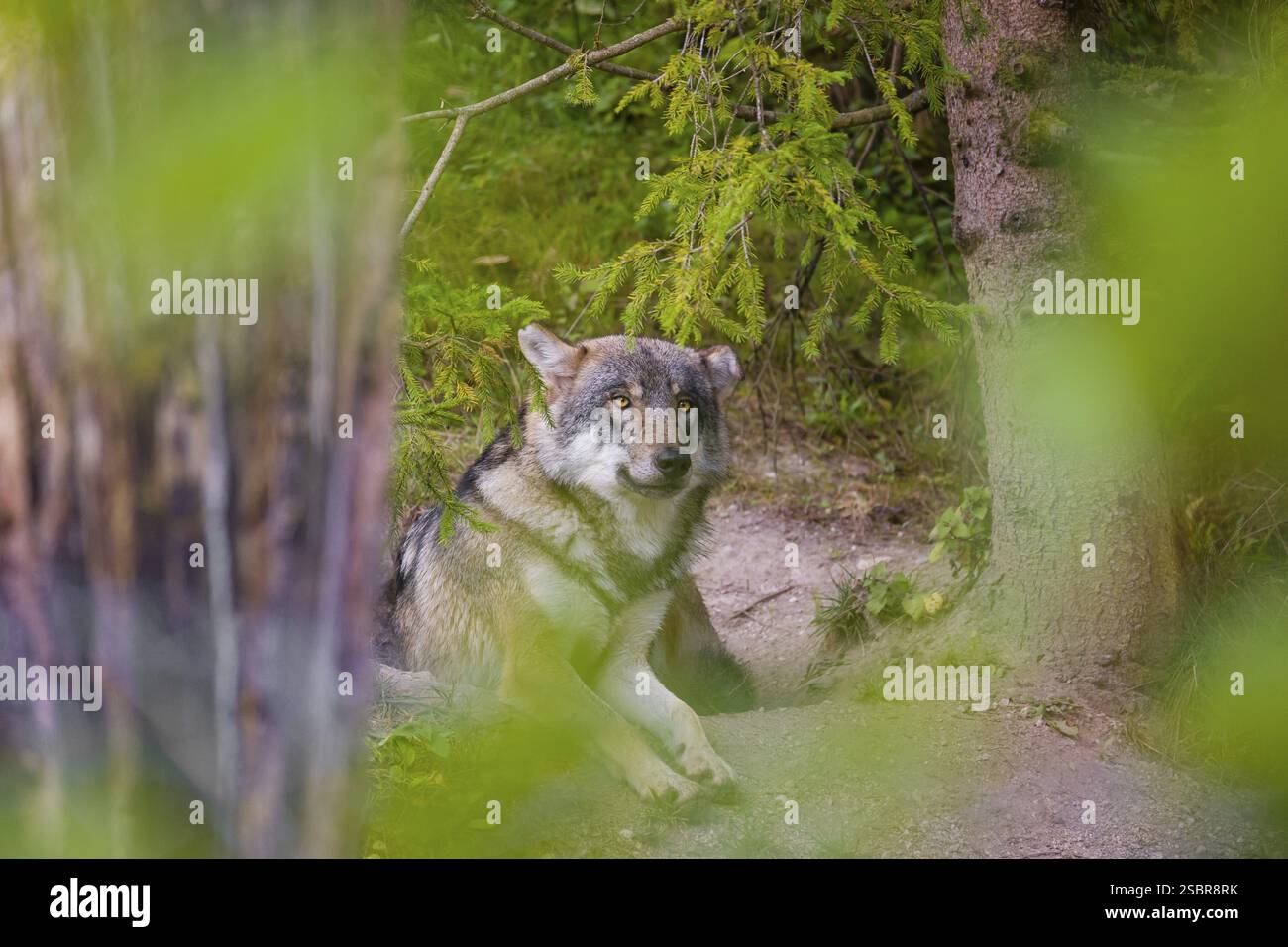 A eurasian gray wolf (Canis lupus lupus) rests under a spruce tree ...