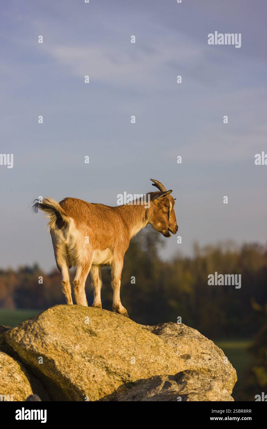 An African Pygmy goat Capra aegagrus hircus) stands on top of a rock ...