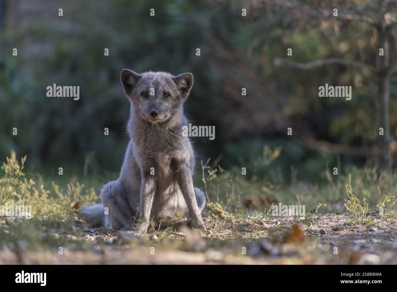 One young arctic fox (Vulpes lagopus), (white fox, polar fox, or snow ...