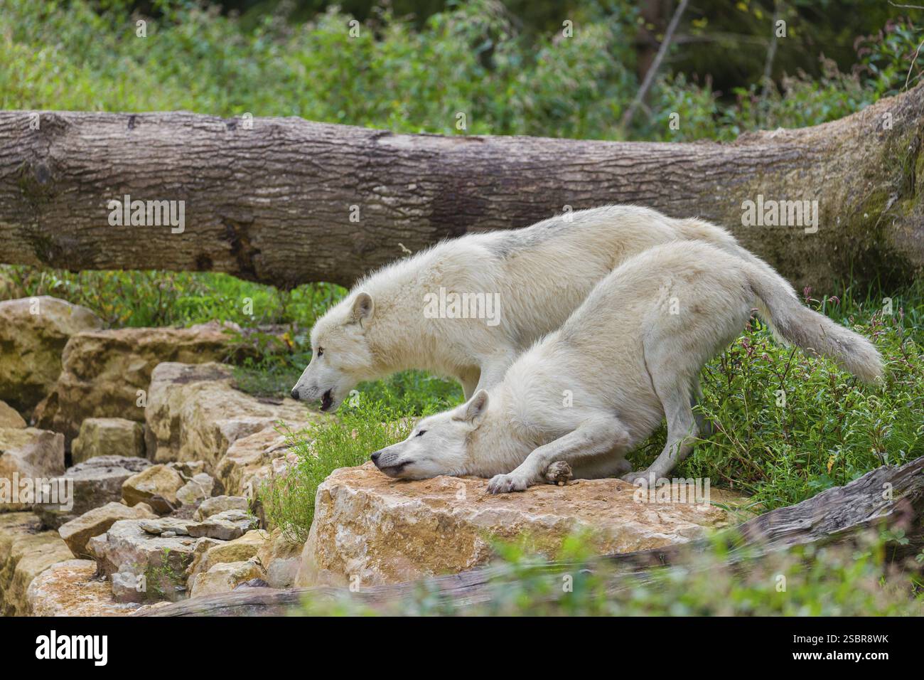 Two arctic wolves (Canis lupus arctos) stand on a rock and take the ...