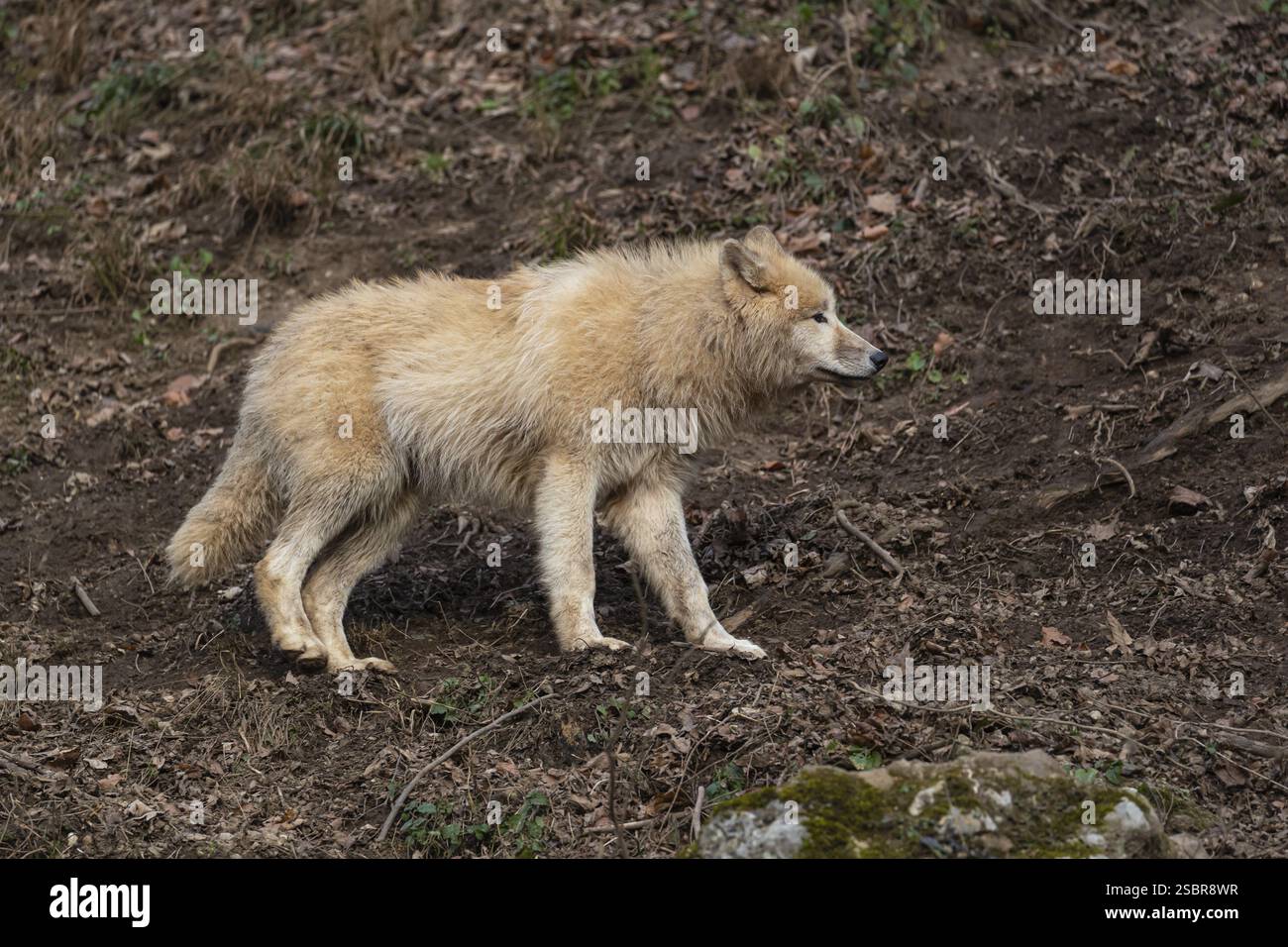 One adult Arctic wolves (Canis lupus arctos) standing in a forest on ...