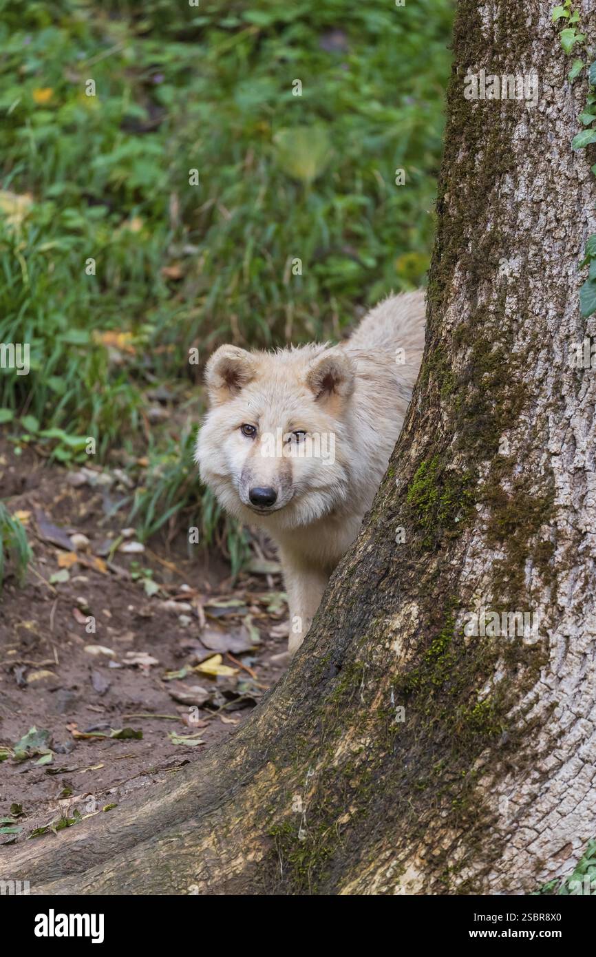 One arctic wolf (Canis lupus arctos) standing in a forest, partially ...