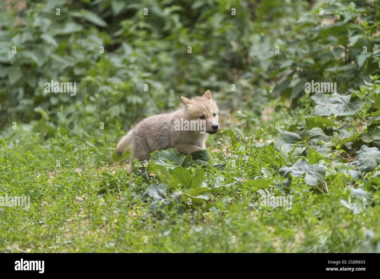 One four weeks old Arctic wolf cub (Canis lupus arctos) walking thru ...
