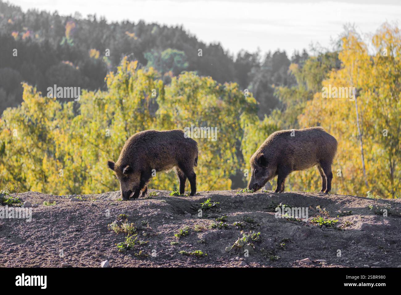 Two wild boar or wild pig (Sus scrofa), run across a clearing in hilly ...