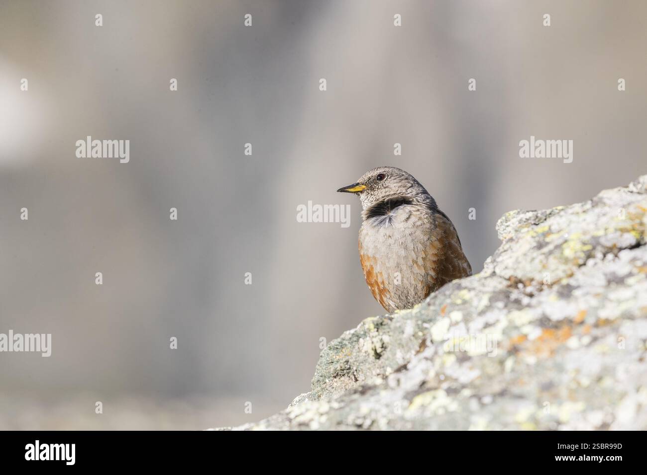 One adult alpine accentor (Prunella collaris collaris) sitting on a ...