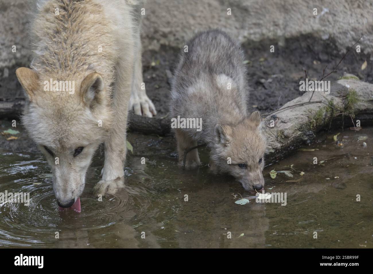 One four weeks old Arctic wolf cub and one adult wolf (Canis lupus ...