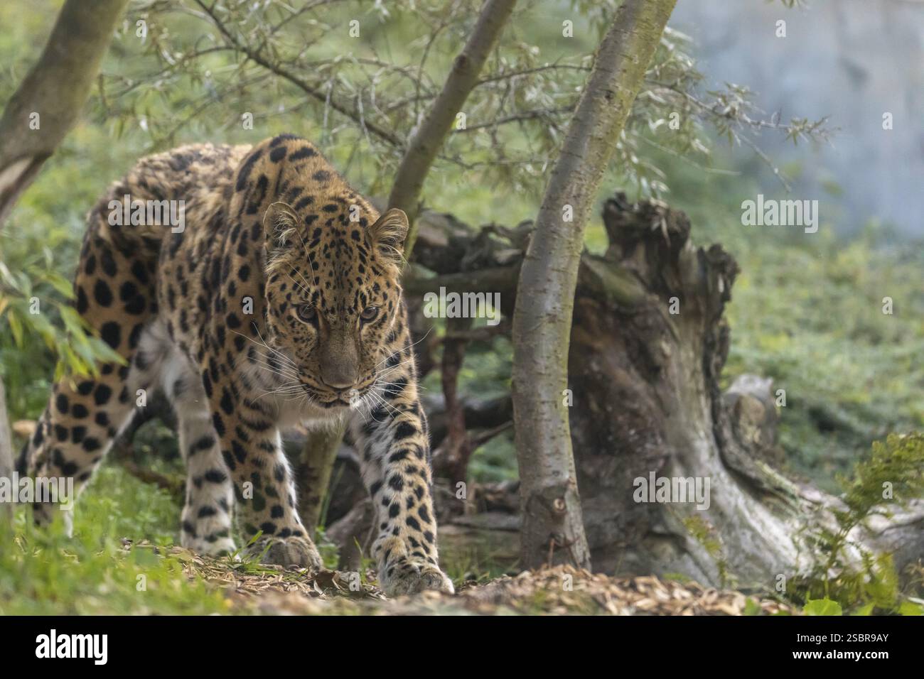 One Amur leopard (Panthera pardus orientalis) walking through green ...