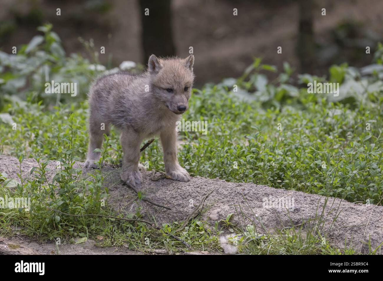One four weeks old Arctic wolf cub (Canis lupus arctos) standing on a ...
