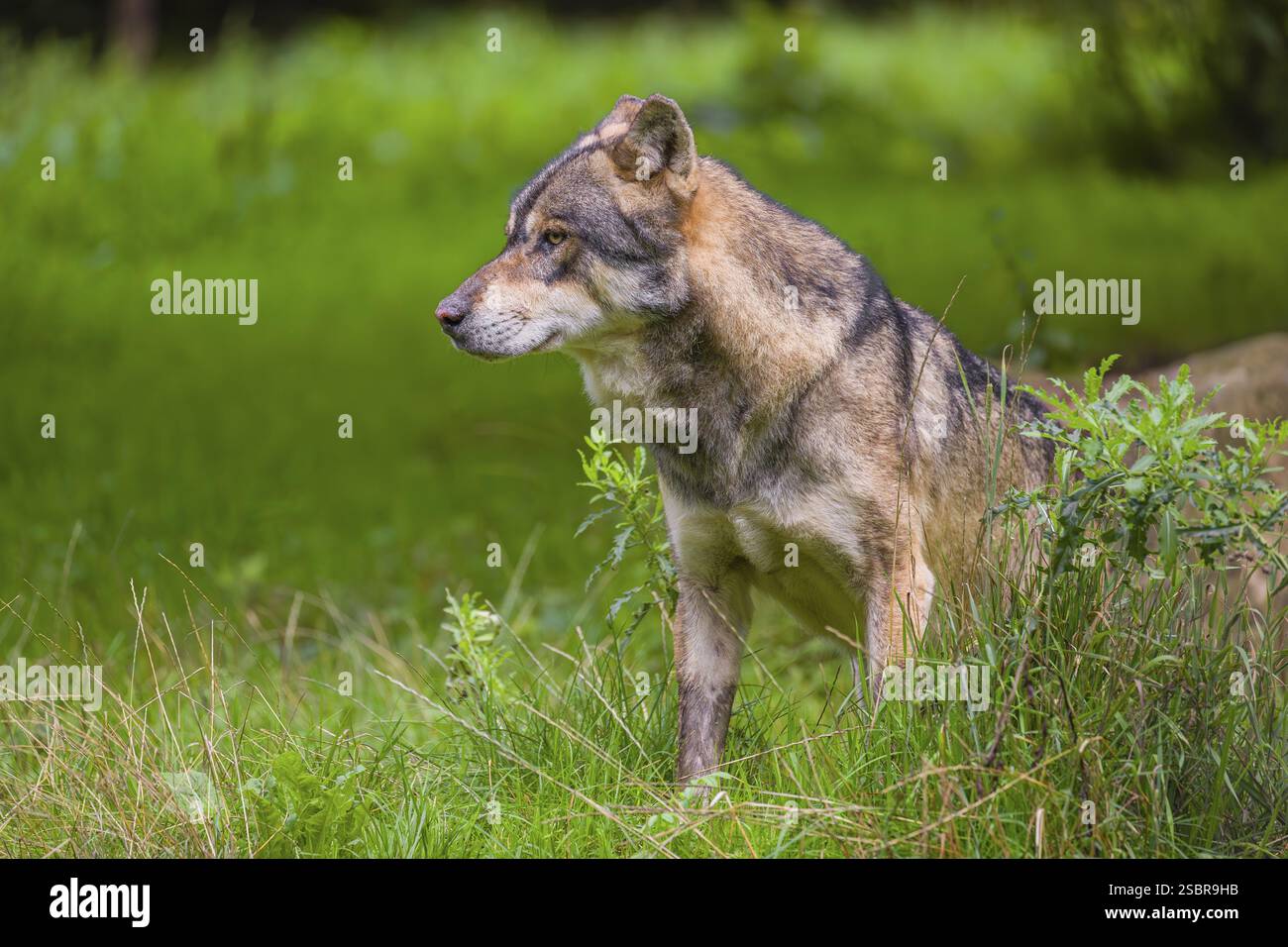 An adult male eurasian gray wolf (Canis lupus lupus) stands at the edge ...