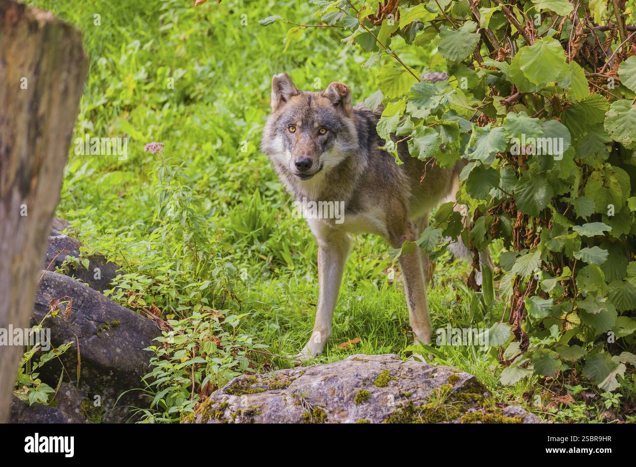 A eurasian gray wolf (Canis lupus lupus) stands on hilly terrain ...