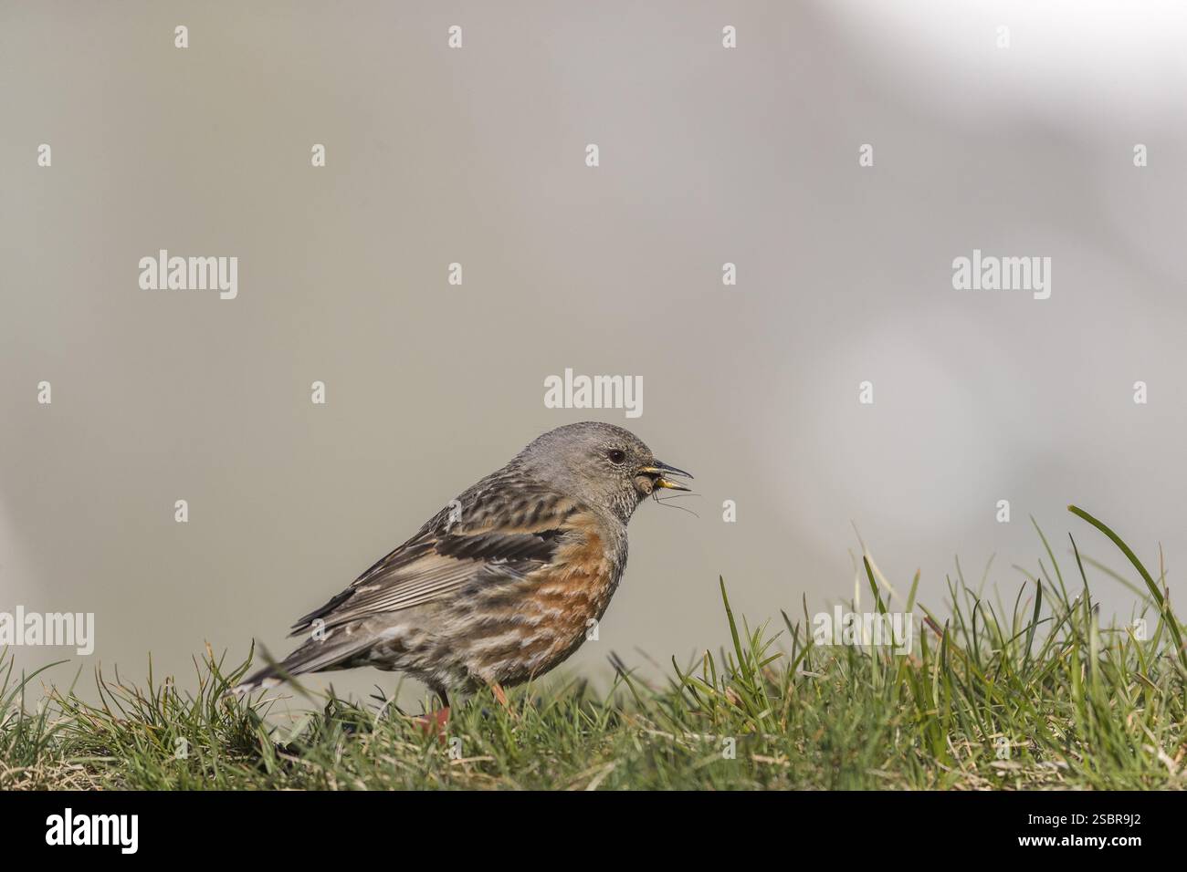 One adult alpine accentor (Prunella collaris collaris) walking on grass ...