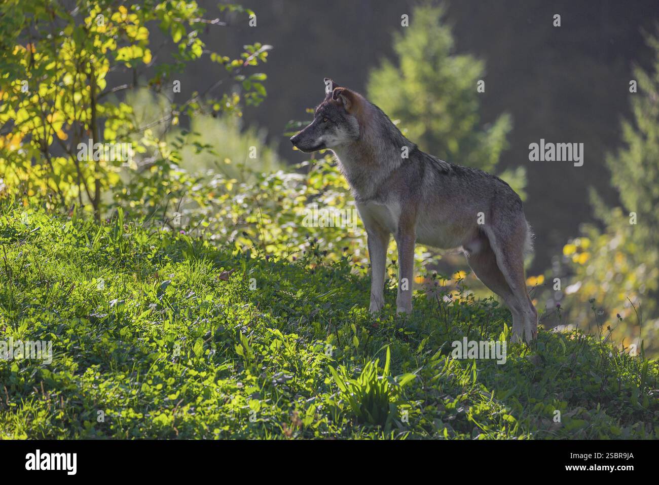 A eurasian gray wolf (Canis lupus lupus) stands on a forest edge in ...