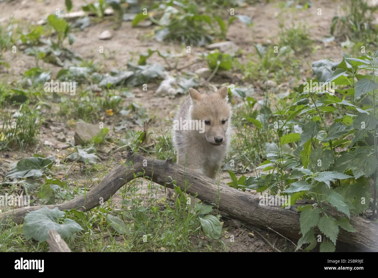 One four weeks old Arctic wolf cub (Canis lupus arctos) walking thru ...