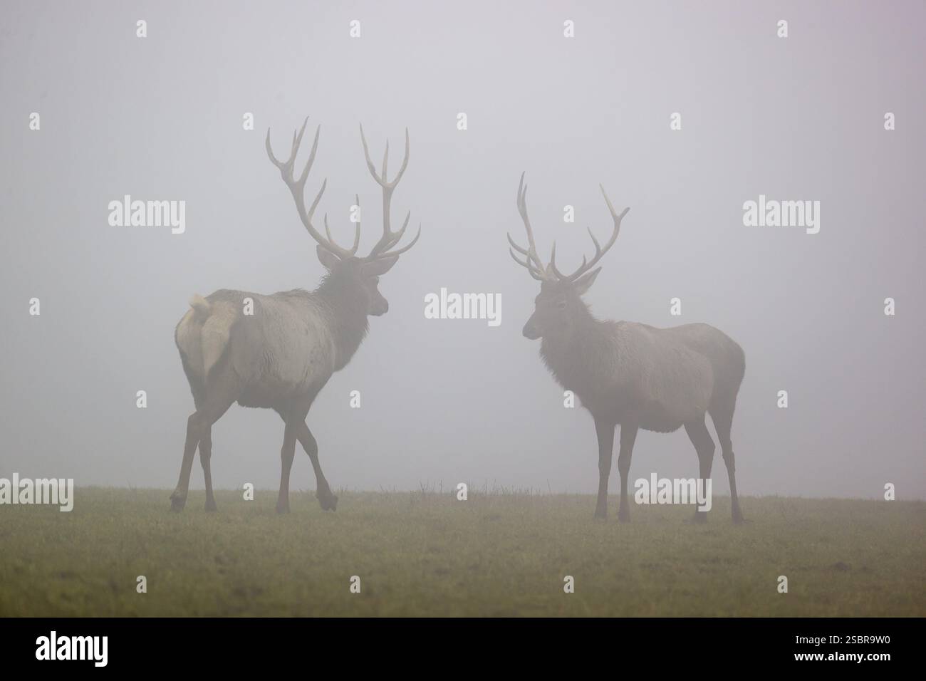 Two Altai maral stags, Altai wapiti or Altai elk (Cervus canadensis ...