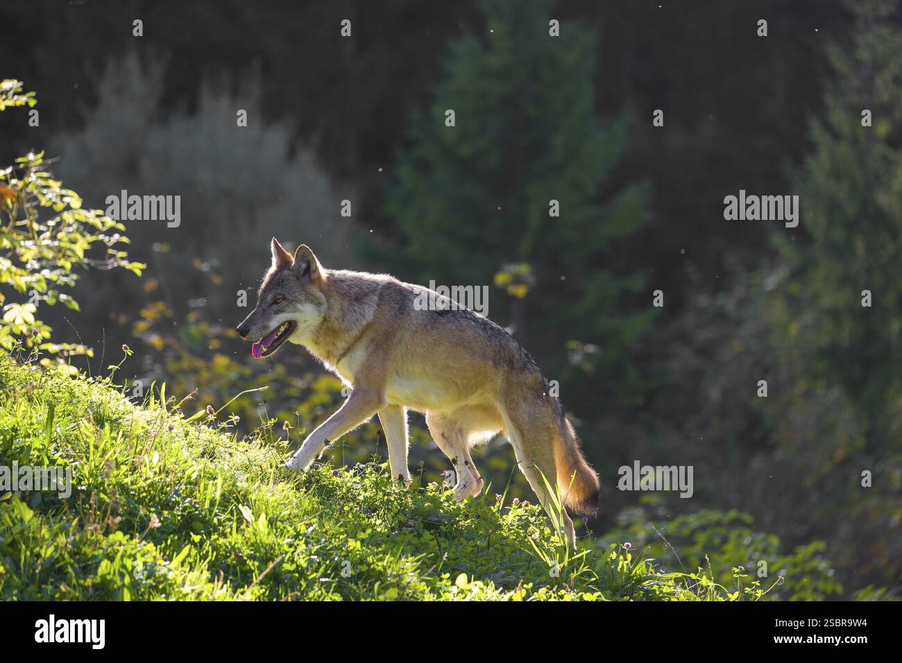 A eurasian gray wolf (Canis lupus lupus) runs across a meadow on a hill ...