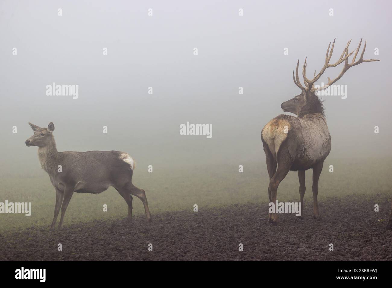 An Altai maral stag and a hind Altai wapiti or Altai elk (Cervus ...