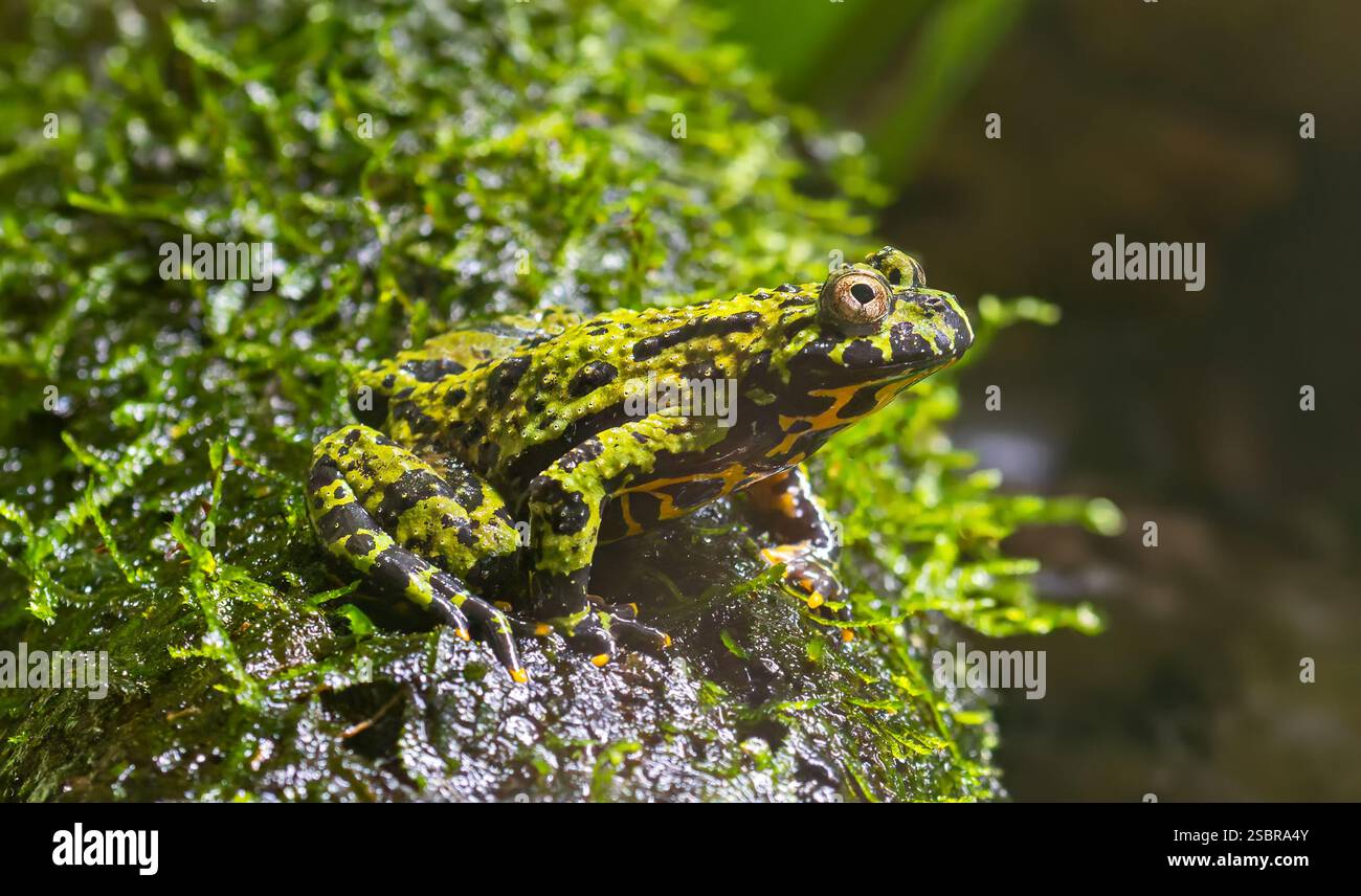Close-up view of a Oriental fire-bellied toad (Bombina orientalis Stock ...