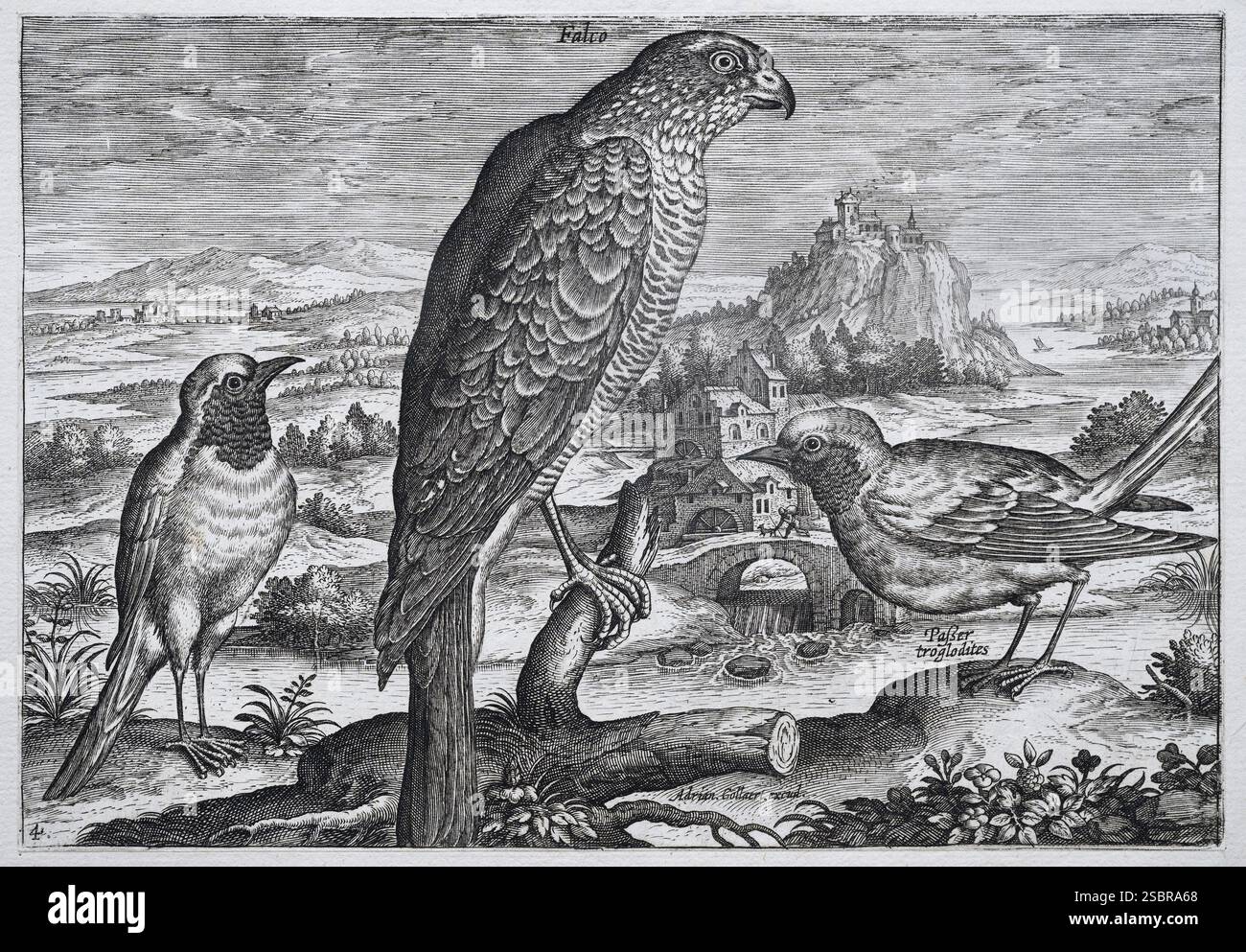 Falcon in front of a medieval landscape with castle, copperplate ...