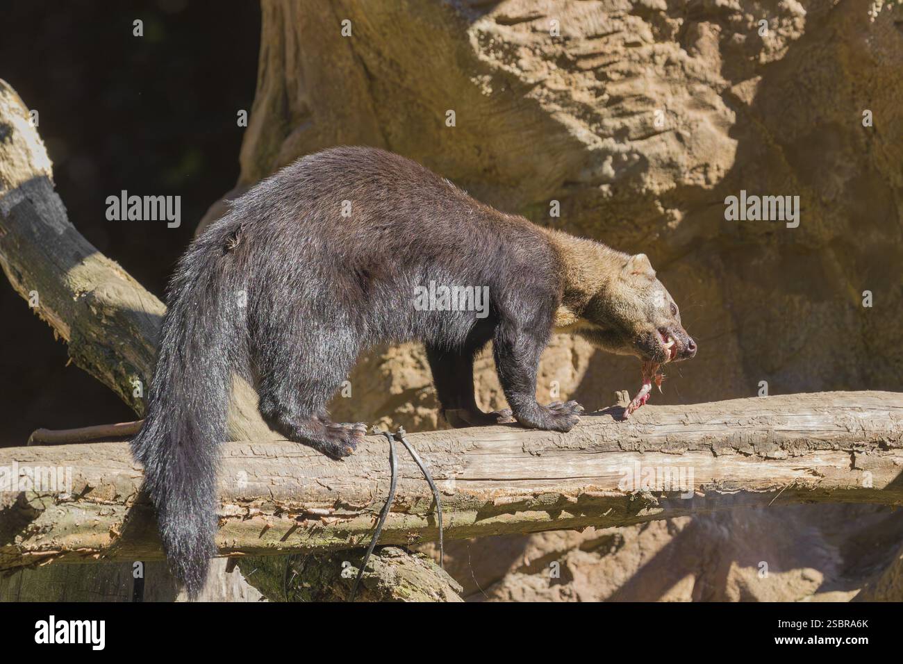 A Tayra (Eira barbara) stands on a fallen tree and eats something Stock ...