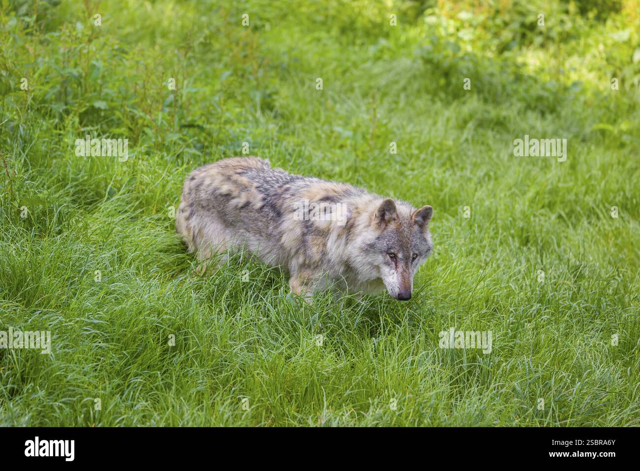 An adult male gray wolf (Canis lupus lupus) runs across a green meadow ...