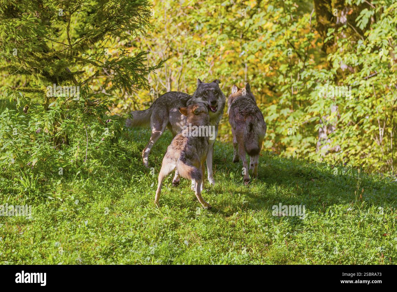 Three eurasian gray wolves (Canis lupus lupus) play with each other on ...