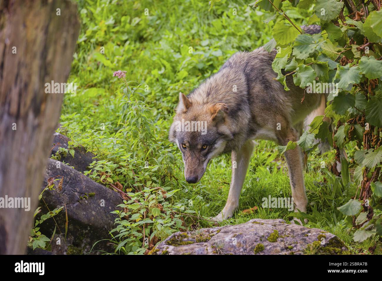 A eurasian gray wolf (Canis lupus lupus) stands on hilly terrain ...