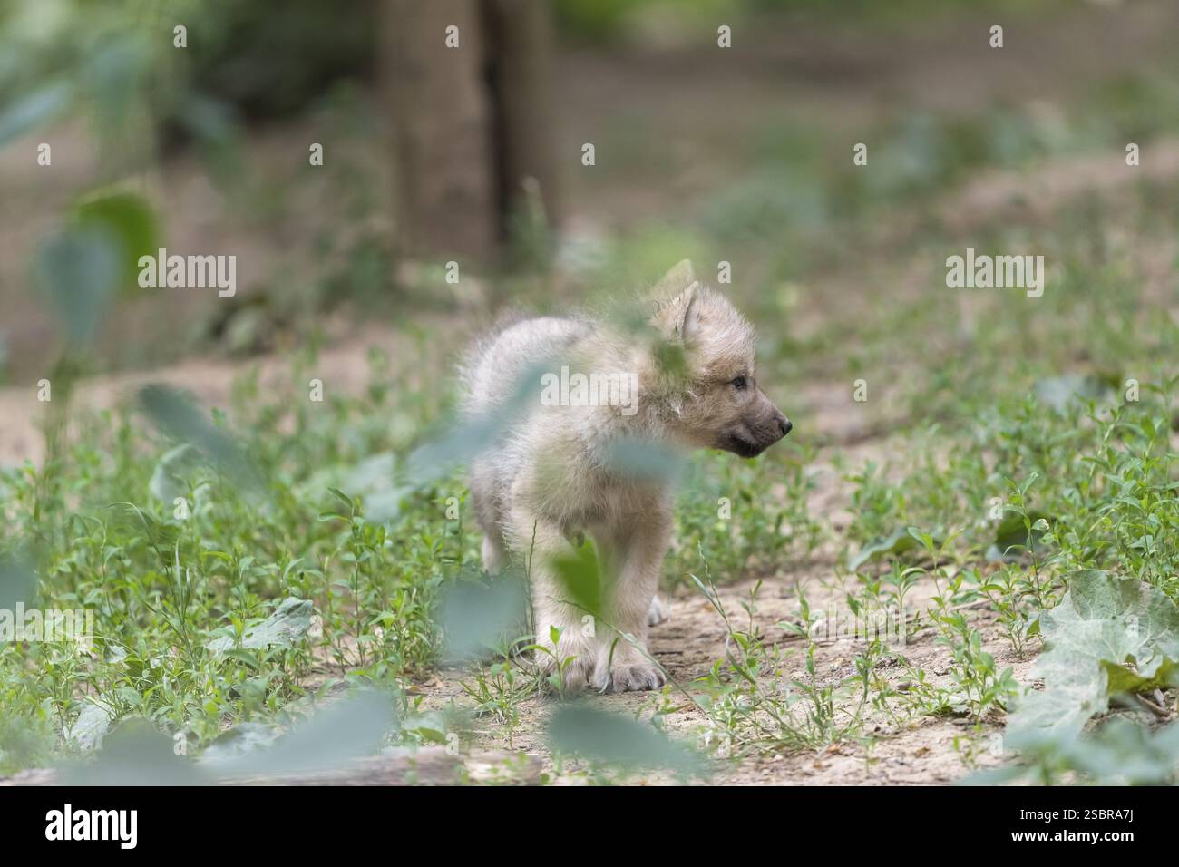 One four weeks old Arctic wolf cub (Canis lupus arctos) walking over ...