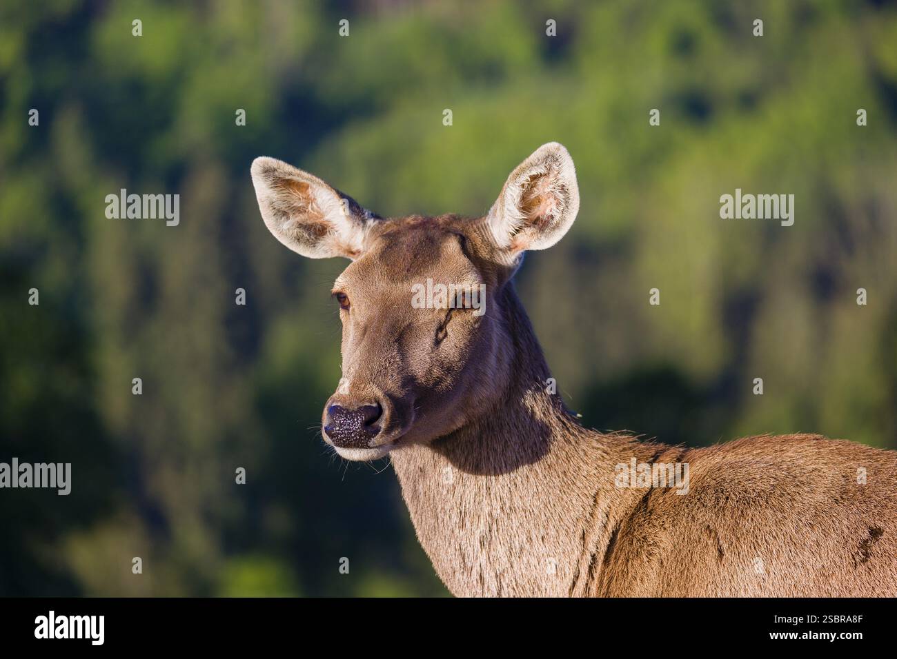 Portrait of a female Altai maral, Altai wapiti or Altai elk (Cervus ...