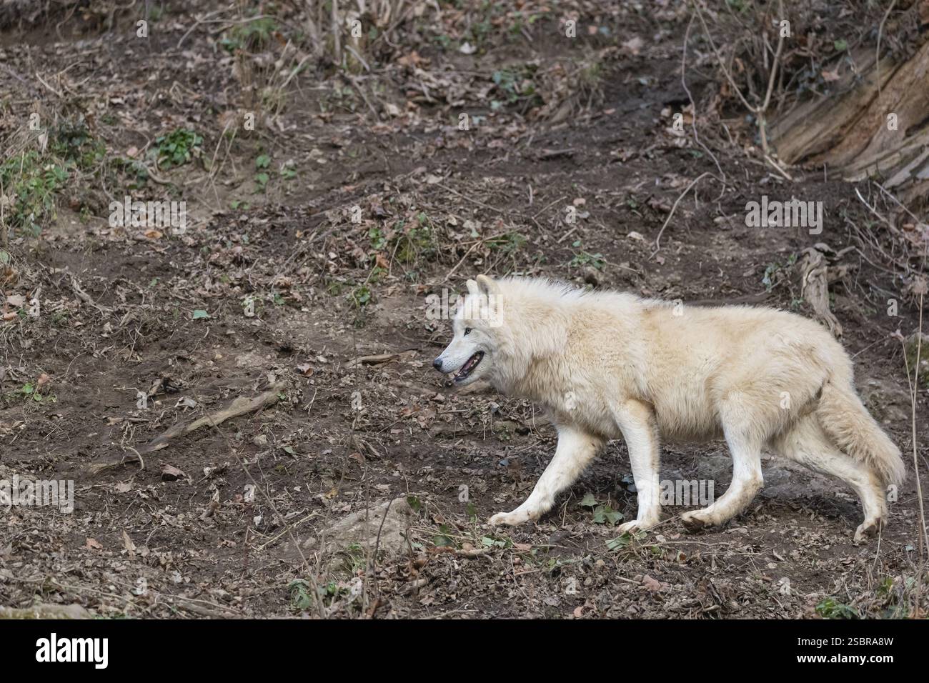 One adult Arctic wolf (Canis lupus arctos) running through a forest on ...