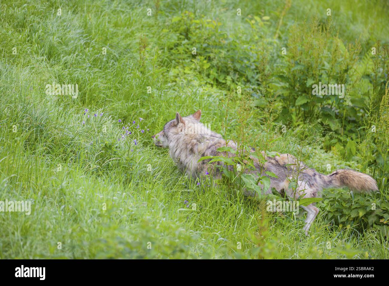 An adult male gray wolf (Canis lupus lupus) stands ina green meadow in ...