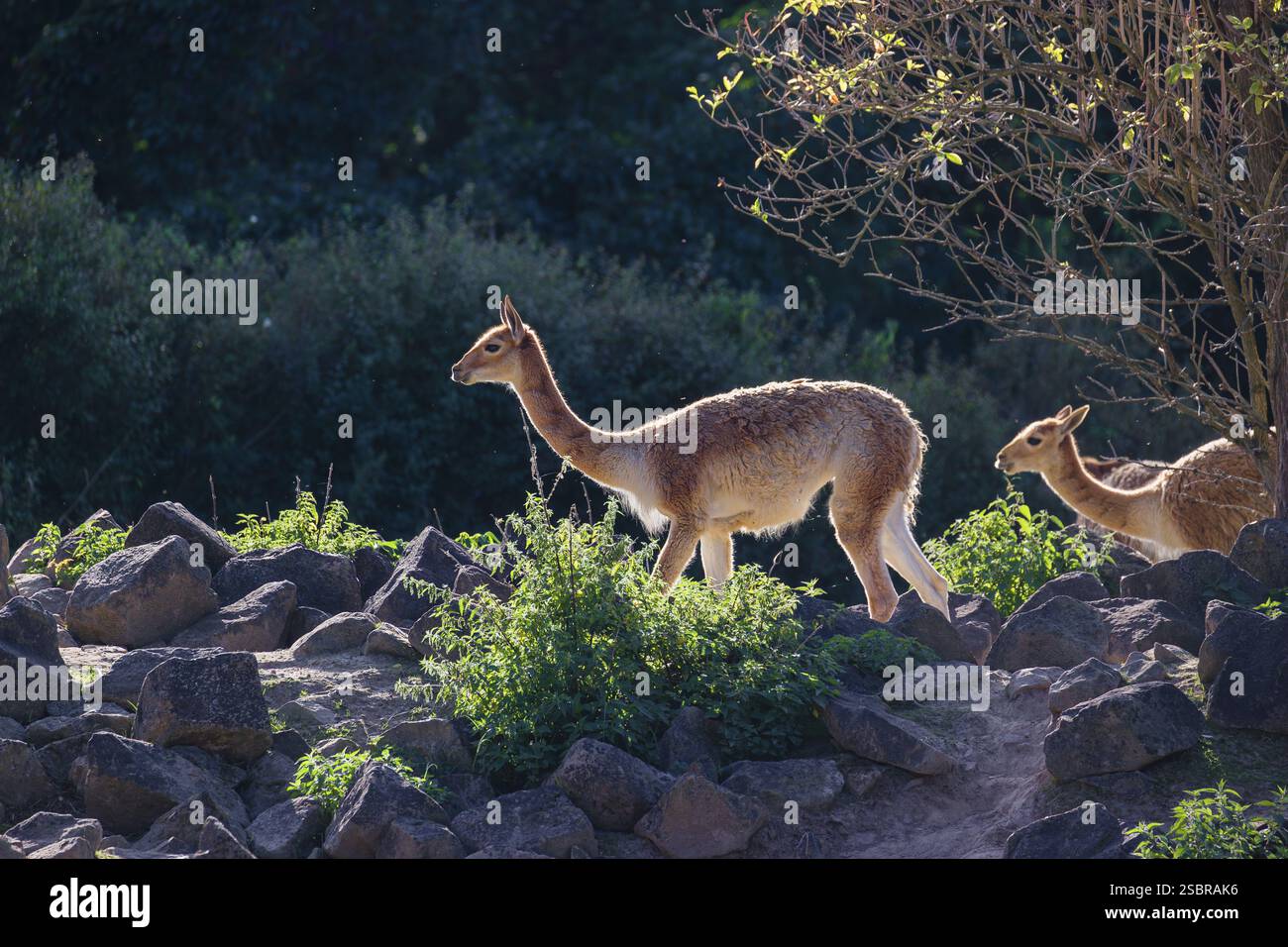 Two vicunas (Lama vicugna) stand on rocky terrain under a tree in a ...
