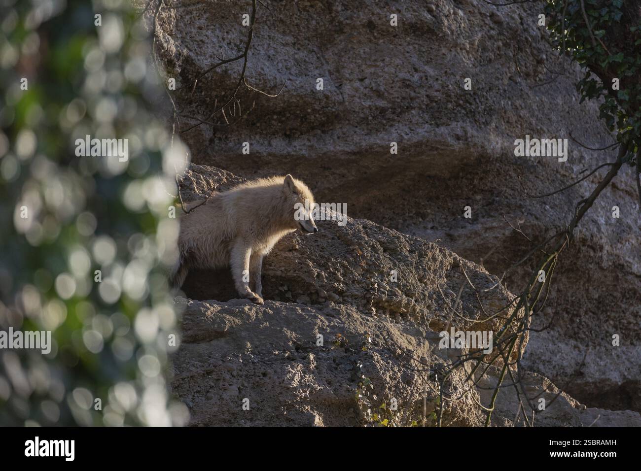 One adult Arctic wolf (Canis lupus arctos) walking high in a rock wall ...