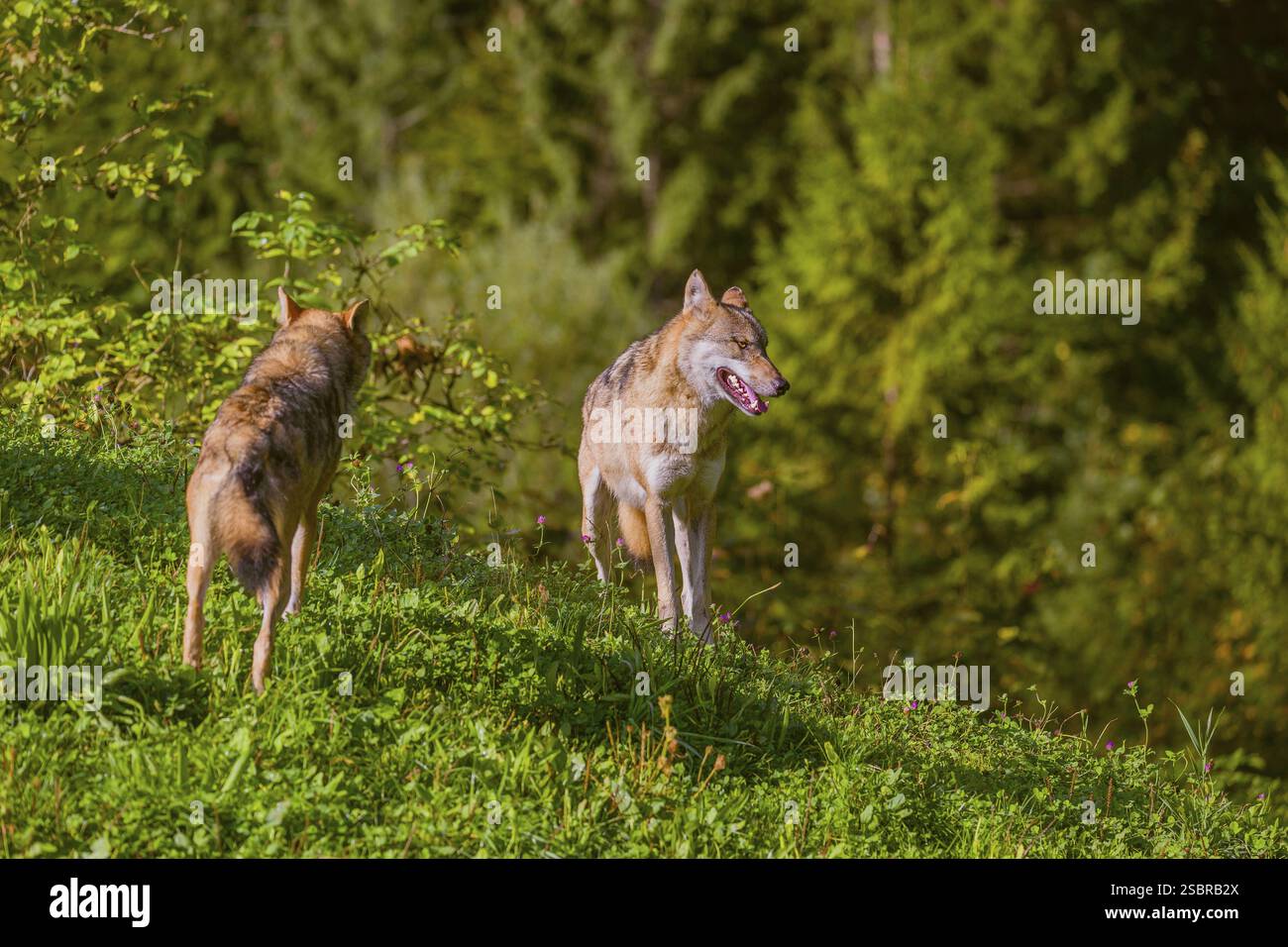 Two eurasian gray wolves (Canis lupus lupus) stand on a meadow on a ...