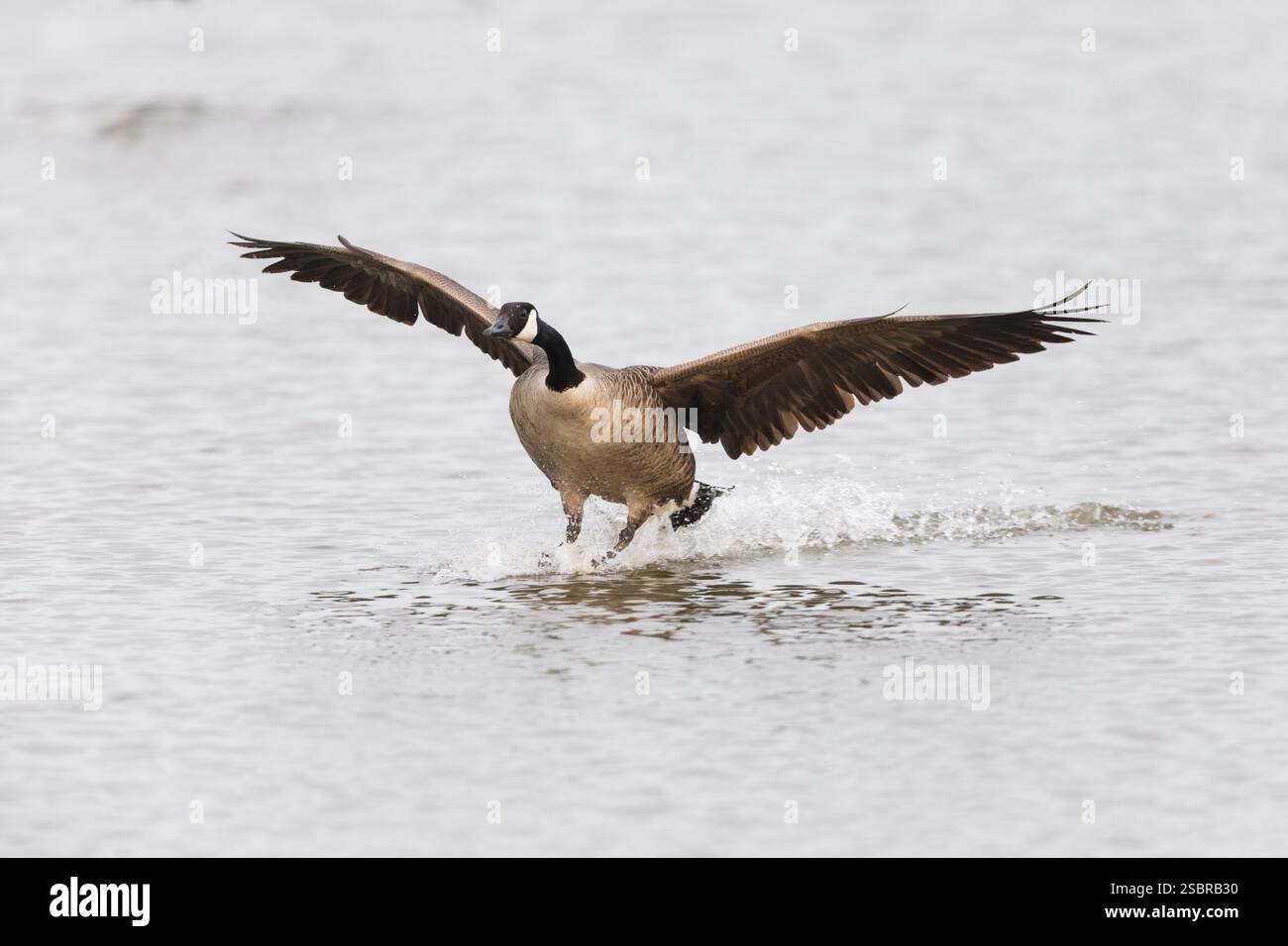 Canada goose (Branta canadensis), adult bird, in flight landing on a ...